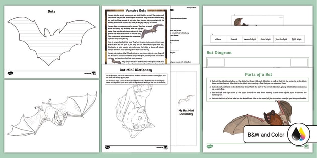 All About Bats Pack (teacher made)