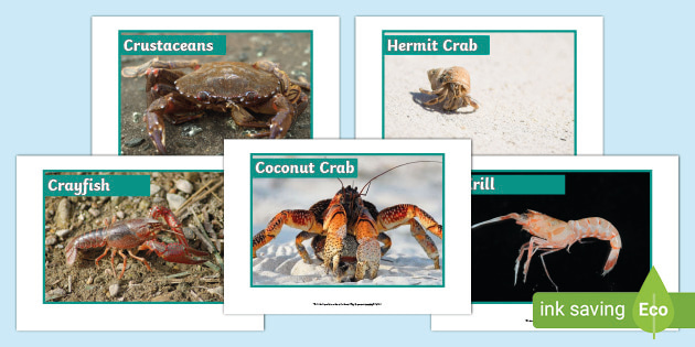 Crustacean Display Photos