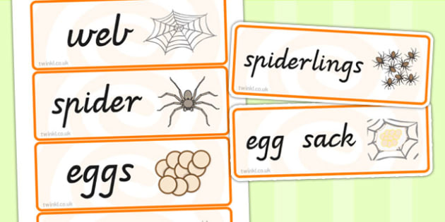 Spider Life Cycle Word Cards (teacher made)