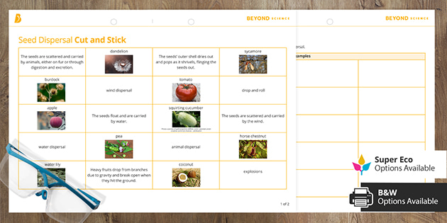 Seed Dispersal Cut and Stick Worksheet | Beyond