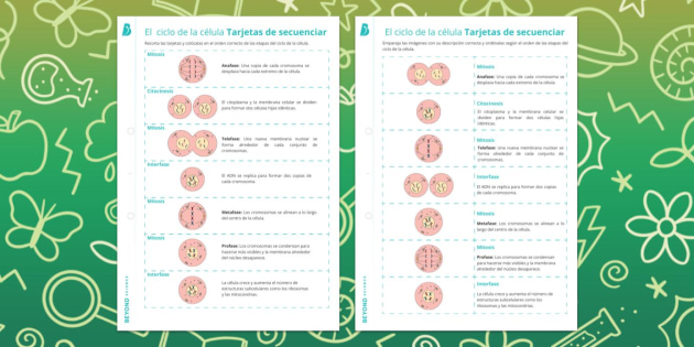 Hoja De Trabajo Sobre El Ciclo Celular Y La Mitosis El Ciclo Celular