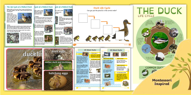 Montessori - Life Cycle of a Duck Resource Pack