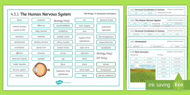 AQA Biology Unit 5 Homeostasis and Response Word Mat