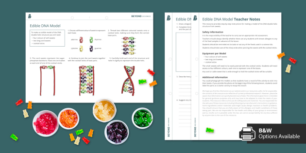 Edible DNA Model | GCSE Biology | Beyond (teacher made)