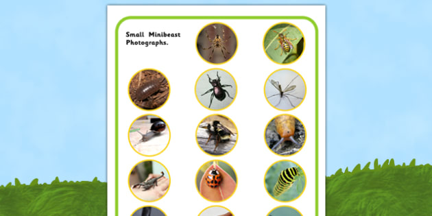 Small Circular Minibeast Photos (teacher made)