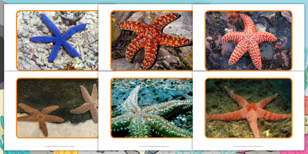 Starfish Photo Pack (teacher made)