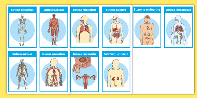 1 Los Aparatos Del Cuerpo Humano Human Body Science Body Systems