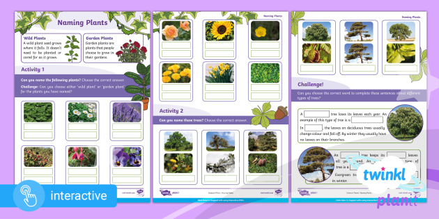 Interactive PDF: Home Learning: Science: Y1: Naming Plants
