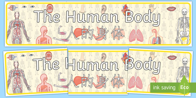 The Human Body Display Banner English/Mandarin Chinese