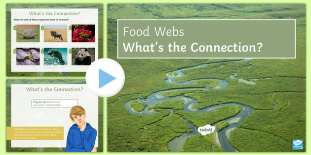 Food Webs What's the Connection? (teacher made)