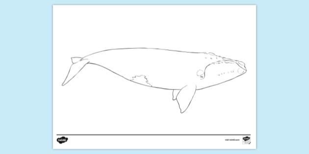 FREE! - Right Whale Colouring Sheet (teacher made)