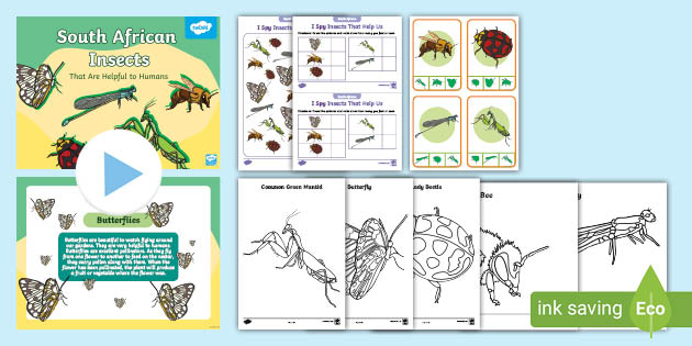 How Insects Help Us | Grade 3 | Resource Pack | South Africa