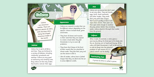 Reading Snakes | twinkl.com.au