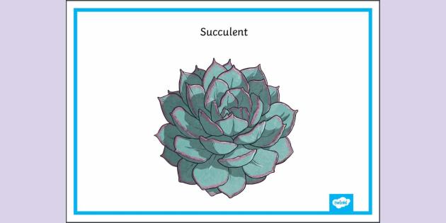 Succulent Poster | Primary Resources |Twinkl