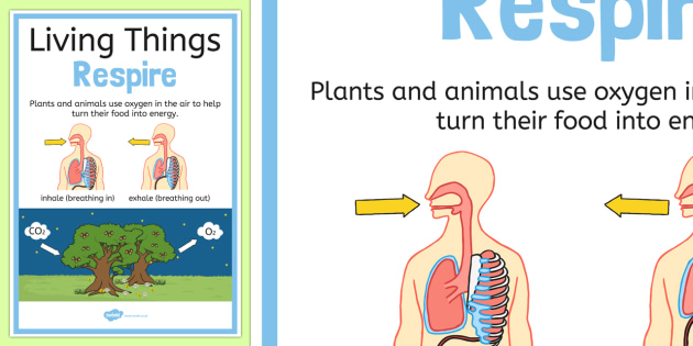 Living Things Respire Display Poster