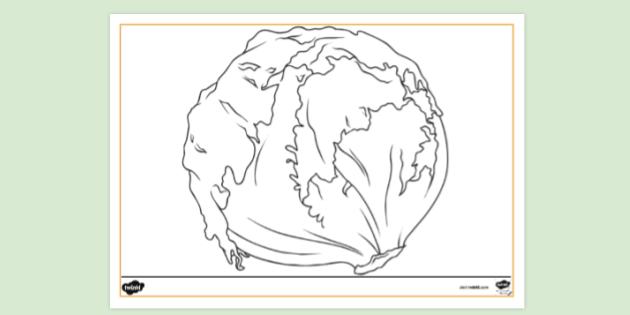 FREE! - Lettuce Colouring Page - Primary School - Twinkl
