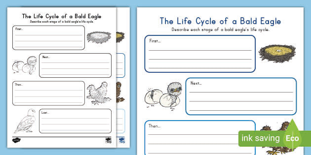Life Cycle of a Bald Eagle Writing Frame (teacher made)
