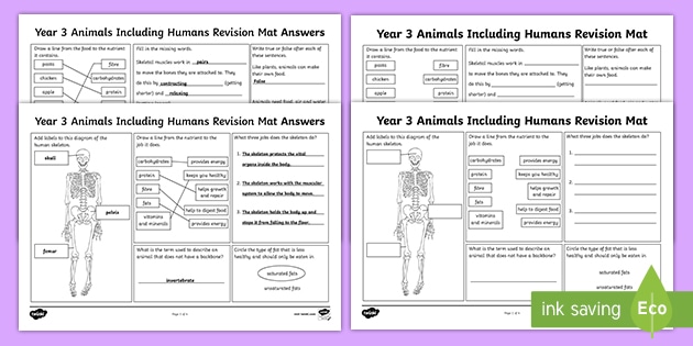 KS2 Year 3 Animals Including Humans Revision Activity Mat
