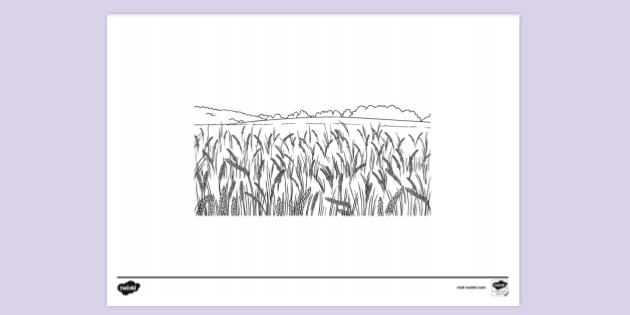 Wheat Field | KS1 Colouring Sheets | Twinkl Resources