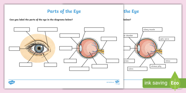 Parts Of The Eye For Kids Worksheet