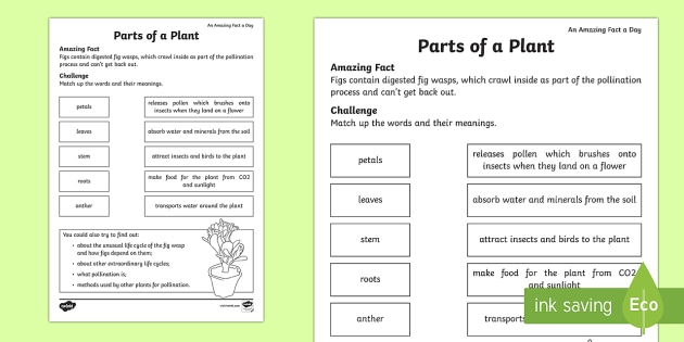 Parts Of A Plant Activity Sheet