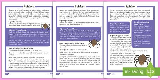 Spiders English Passage Reading Comprehension Activity