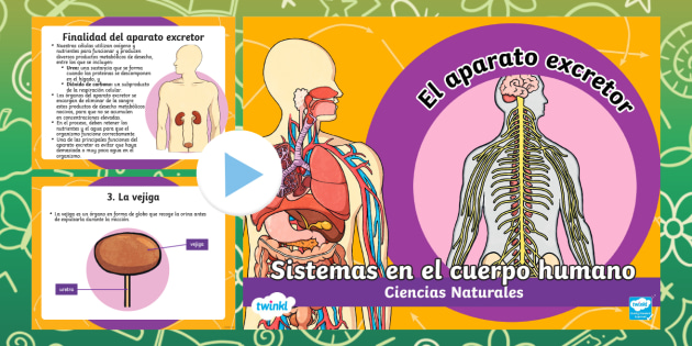 Hoja De Trabajo Del Sistema Urinario Para La Escuela Secundaria