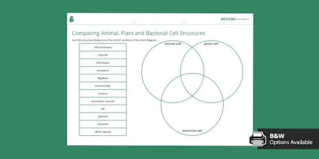 Sorting Venn Diagrams | twinkl.com.au