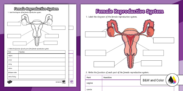 Female Reproductive Anatomy Diagram Draw A Labeled Diagram Of Human