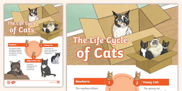 Cat Life Cycle Vintage Hardback The Life Cycle Book Of Cats 1974