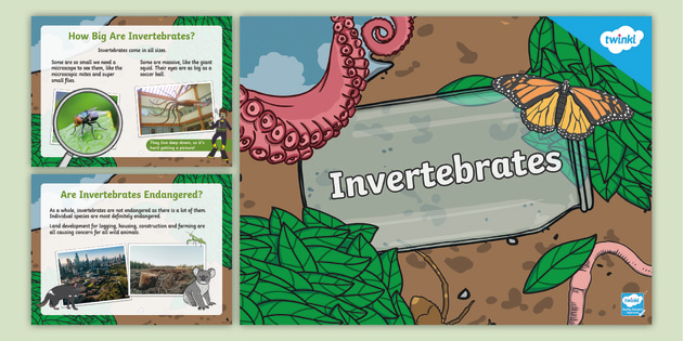 Invertebrates PowerPoint (teacher made)
