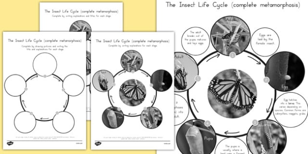 Complete Metamorphosis Insect Life Cycle Ks2 Science