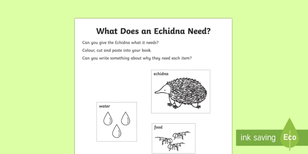 What Does An Echidna Need? Worksheet / Worksheet