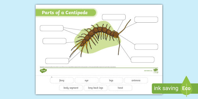 centipaar insect part