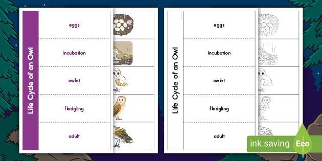 Life Cycle of an Owl Flap Book (teacher made)