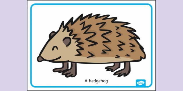 FREE! - Hedgehog Display Poster | Primary Resources