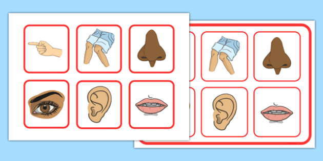 Body Parts Matching Cards and Board