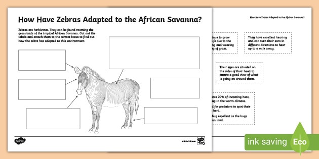 Zebras in the Savanna and Animal Adaptation | Twinkl
