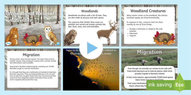 Woodland Animals in Winter PowerPoint – Twinkl