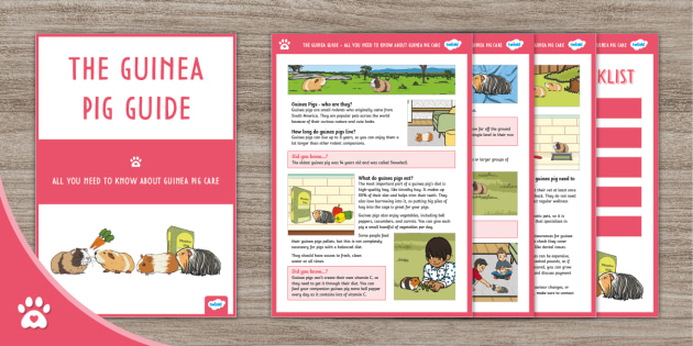 The Ultimate Guinea Pig Guide - Pet Care Guide - Twinkl Pets