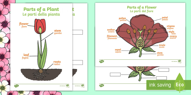 Parts of a Plant English/Italian (teacher made)