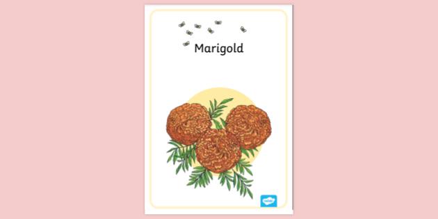 Marigold Flower Poster | Primary Resources | Twinkl Made