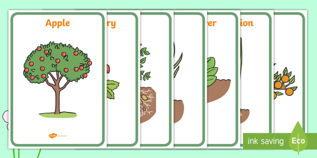 Fruit and Vegetable Plants Display Posters (teacher made)