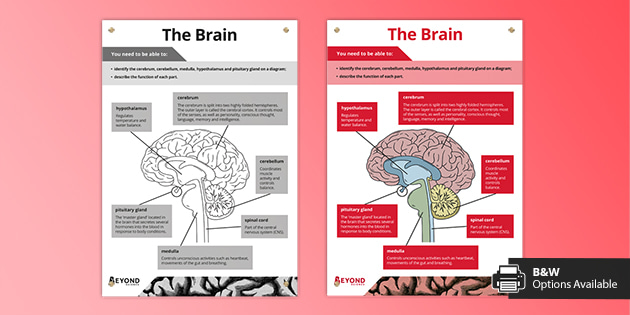 Parts of the Brain | twinkl.co.uk
