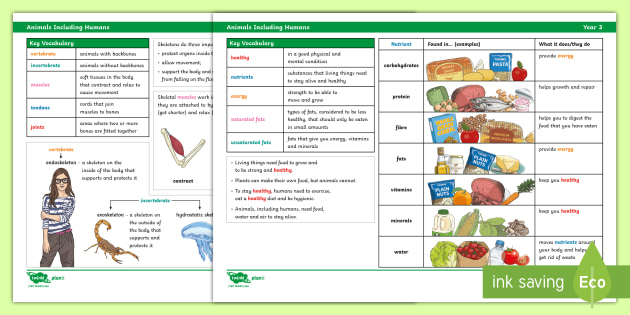 Animals, Including Humans, Facts For Year 3 | Twinkl