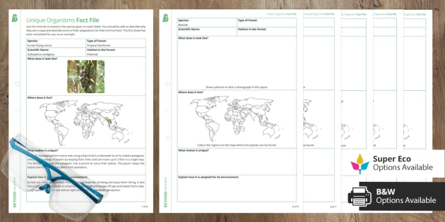 Unique Organisms of the Forest Fact File Worksheets | Beyond