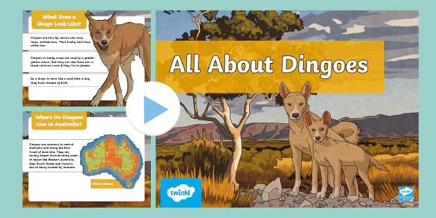 All About Dingoes PowerPoint - Year 4/5 Science