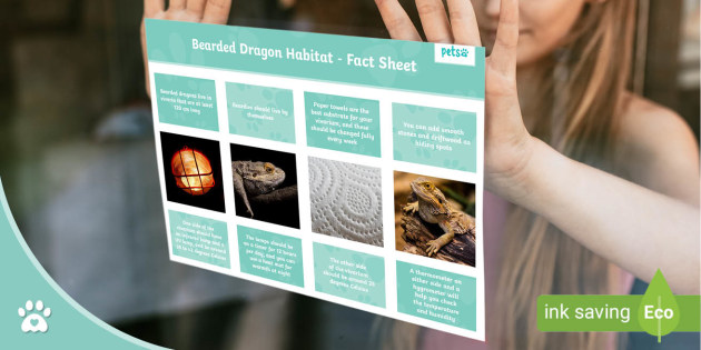 Bearded Dragon Habitat - Fact Sheet - Lizard - Twinkl Pets