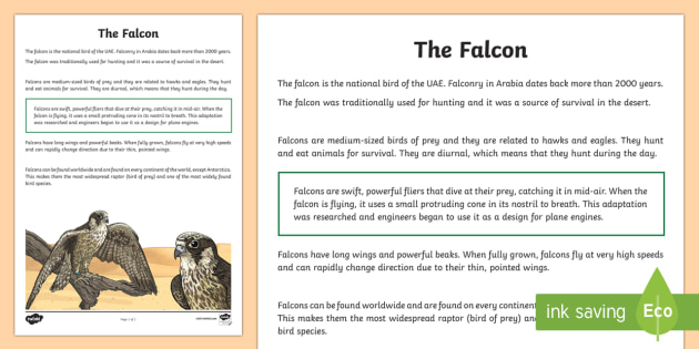 Falcon Fact File (teacher made)
