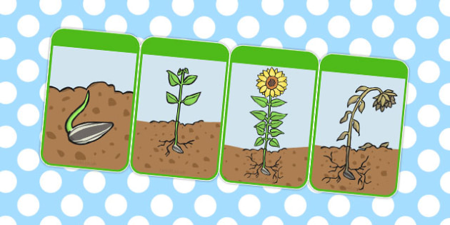 Sunflower Life Cycle Flashcards (teacher made)